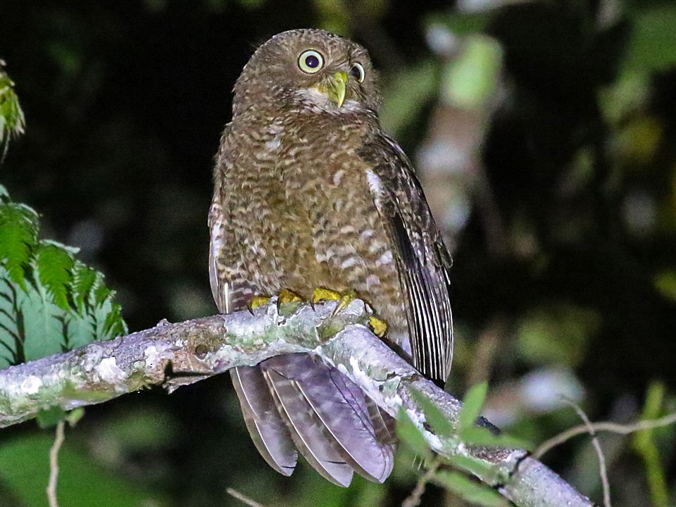 Camiguin Boobook - eBird