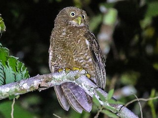 Camiguin Boobook - eBird