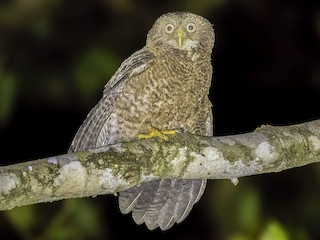 Camiguin Boobook - eBird