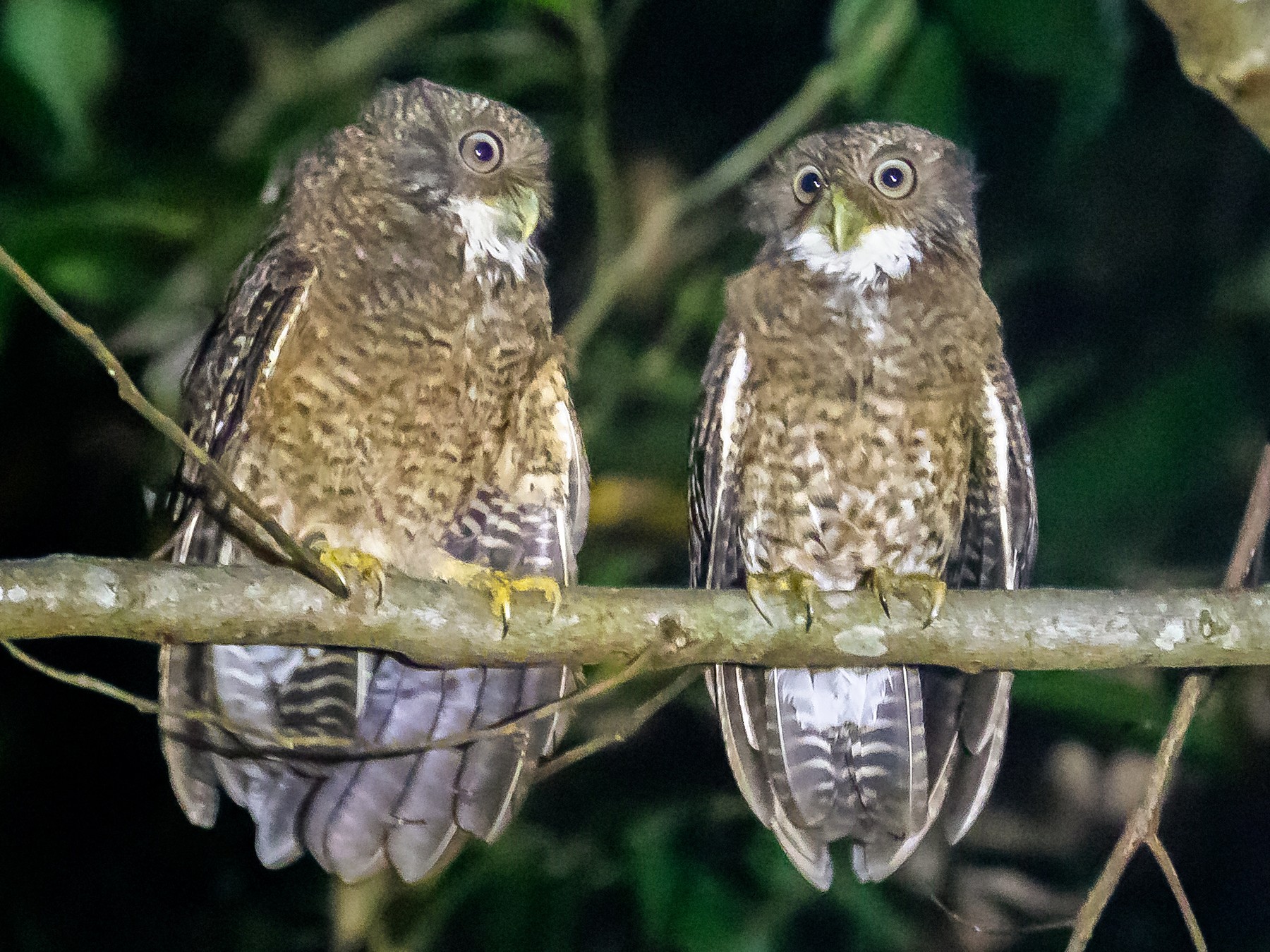 Camiguin Boobook - eBird
