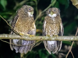 Camiguin Boobook - eBird