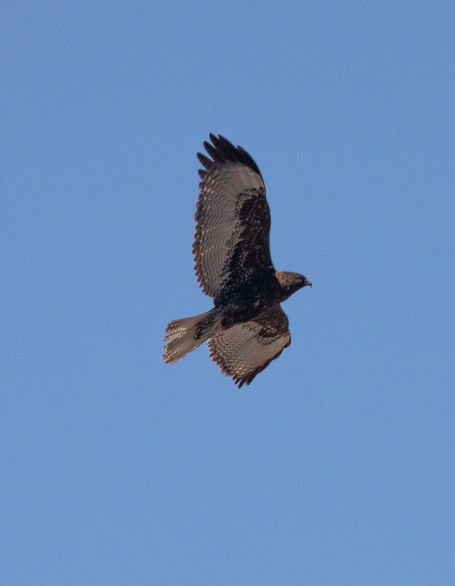eBird Checklist - 14 Aug 2021 - Belén--Bosque Queñua (Polylepis) - 17 ...