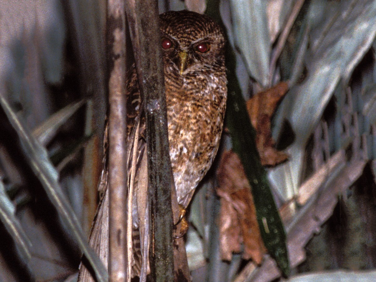 Sulu Boobook - Ninox reyi - Birds of the World