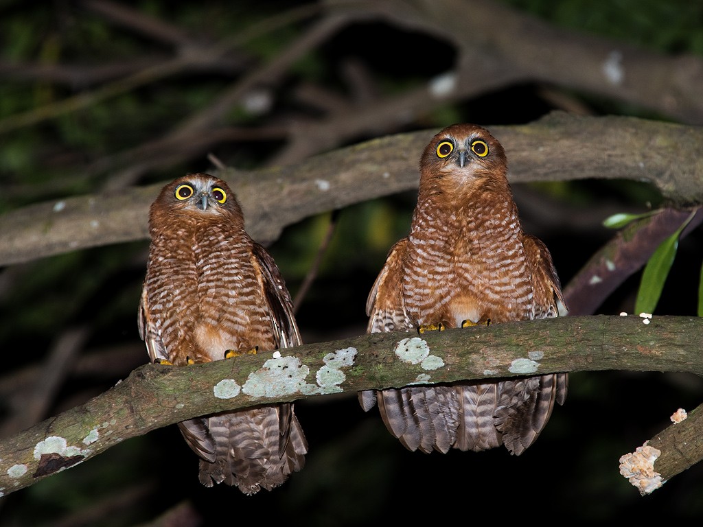 Christmas Island Boobook - eBird
