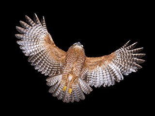 Christmas Boobook - eBird