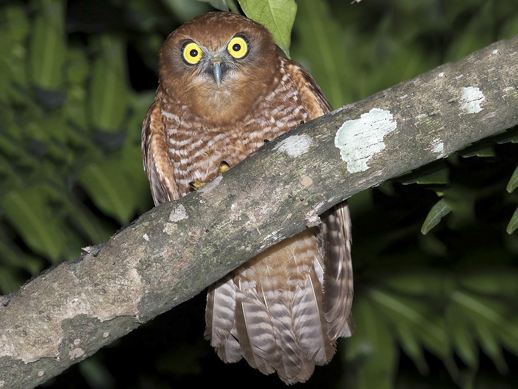 Christmas Island Boobook - eBird