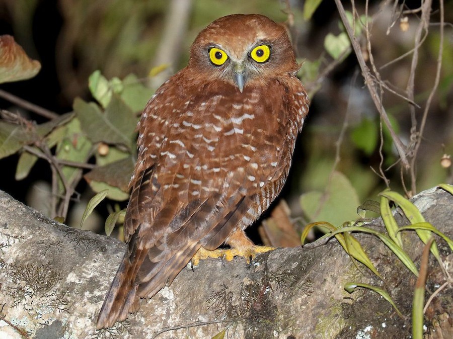 Christmas Island Boobook - eBird