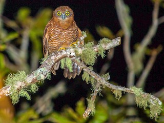 Christmas Island Boobook - eBird
