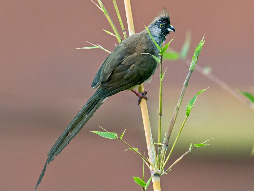 Red-backed Mousebird - eBird