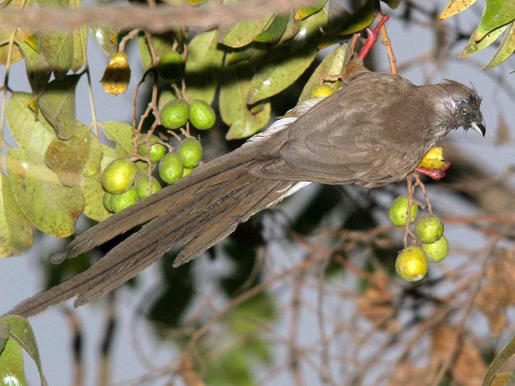 Red-backed Mousebird - eBird