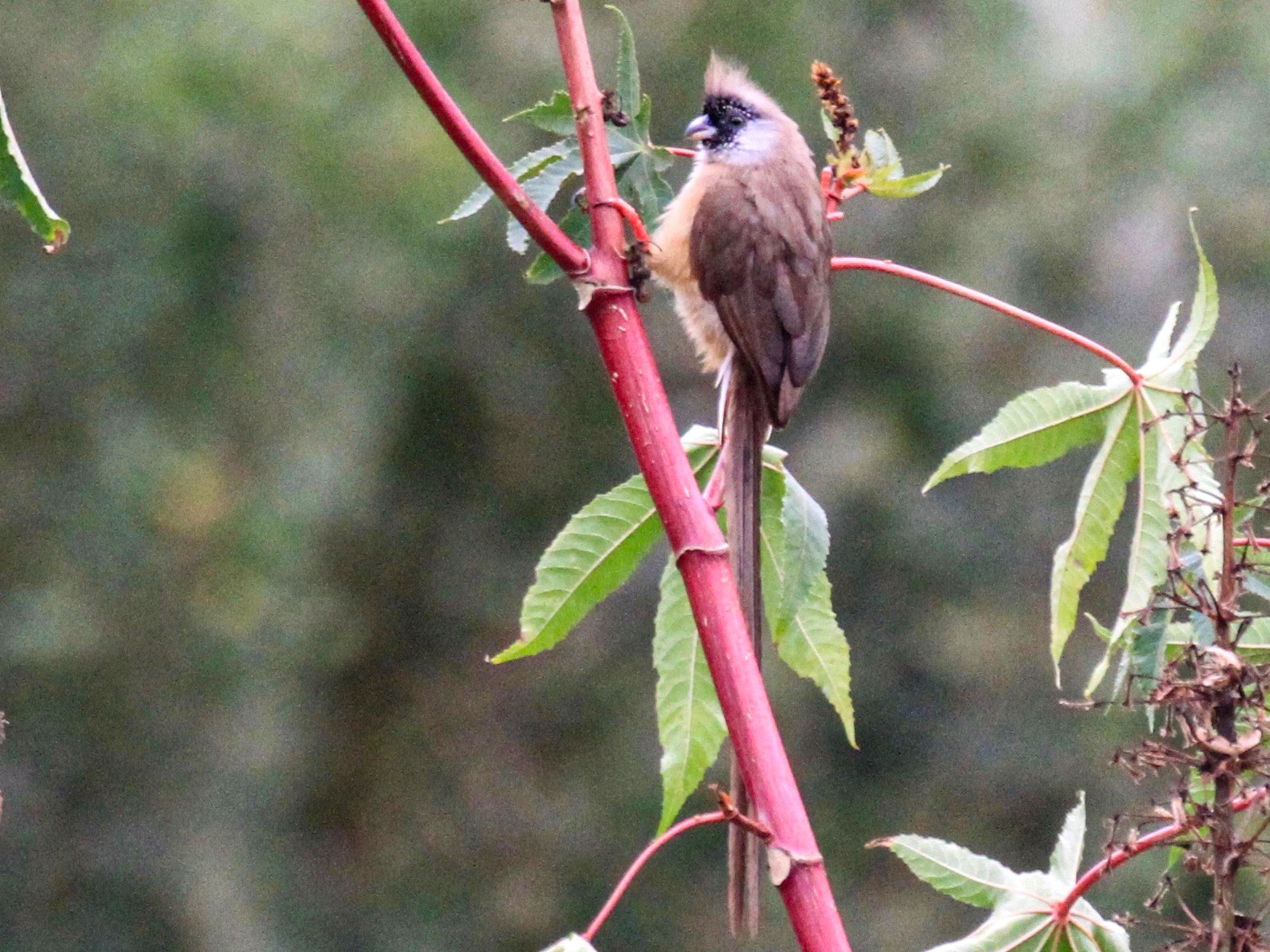 Red-backed Mousebird - eBird