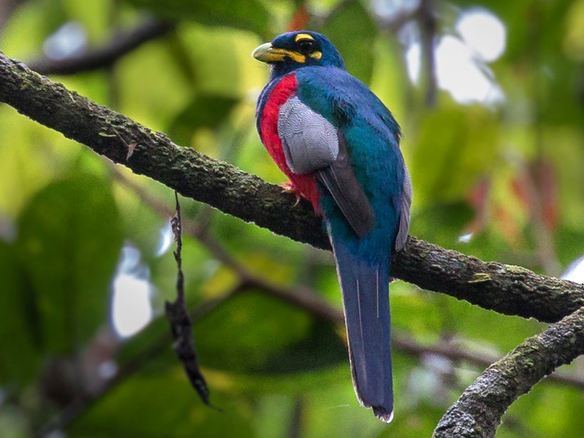 Bare-cheeked Trogon - eBird