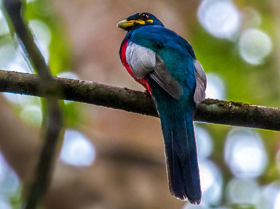 Bare-cheeked Trogon - eBird