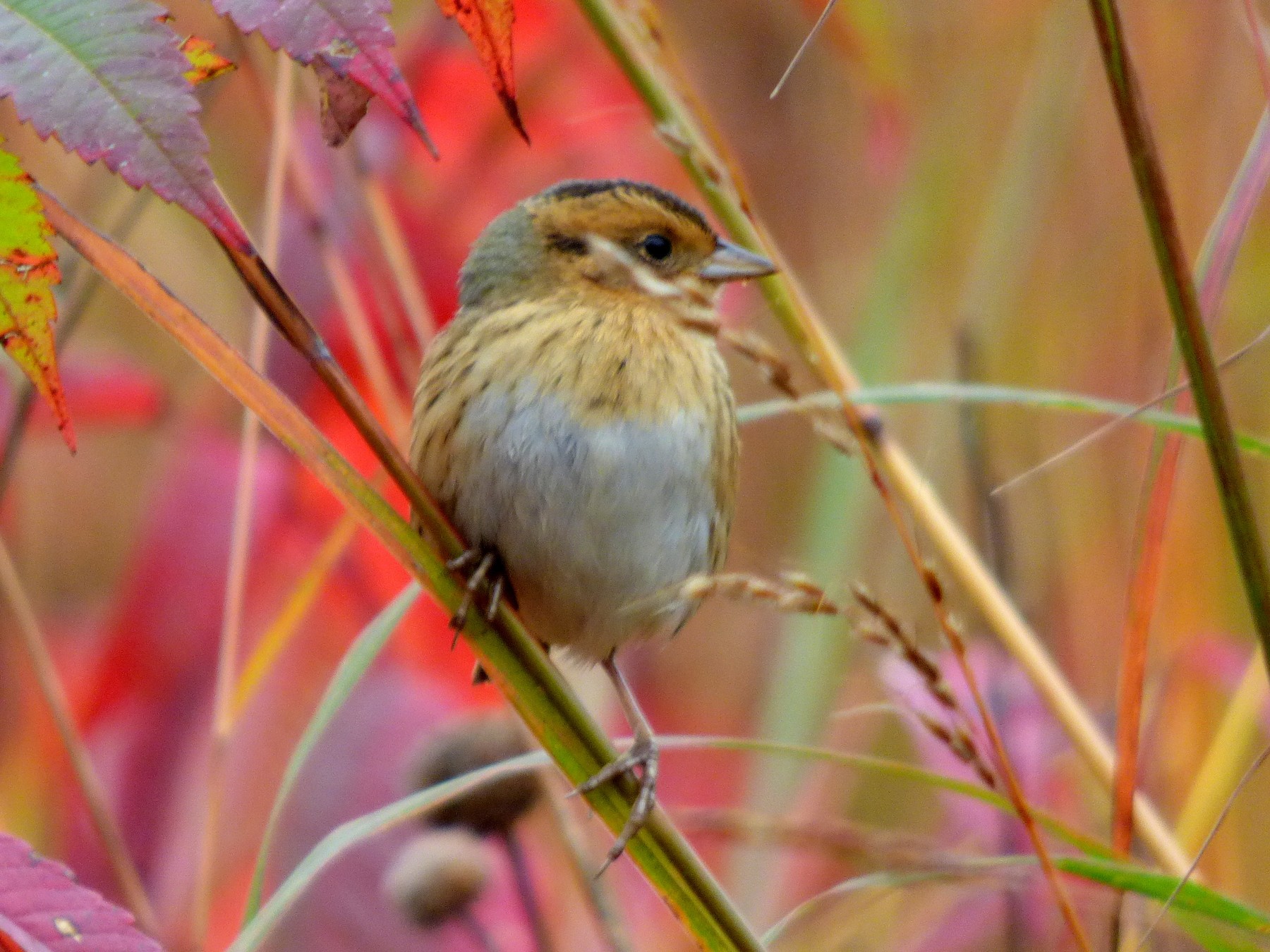 Nelson's/Saltmarsh Sparrow (Sharp-tailed Sparrow) - eBird