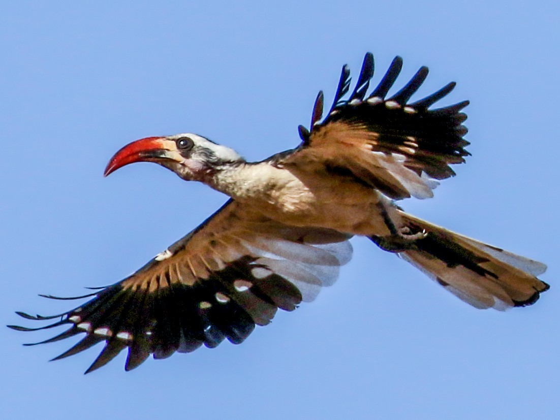 Red Billed Hornbill Flying