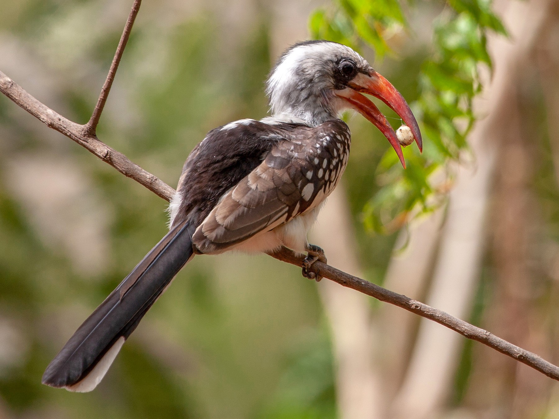 Western Red-billed Hornbill - eBird