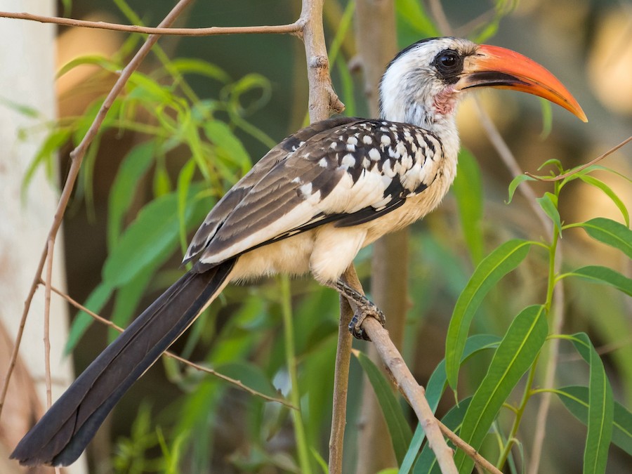 Western Red-billed Hornbill - eBird