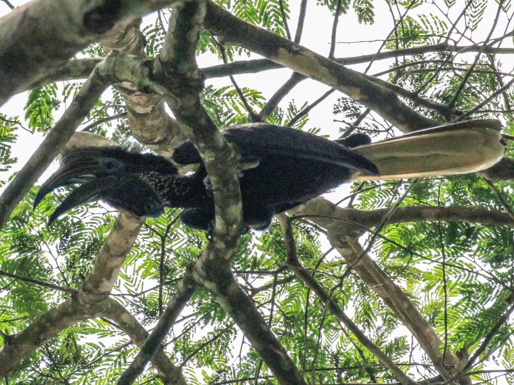 calau-grande - eBird