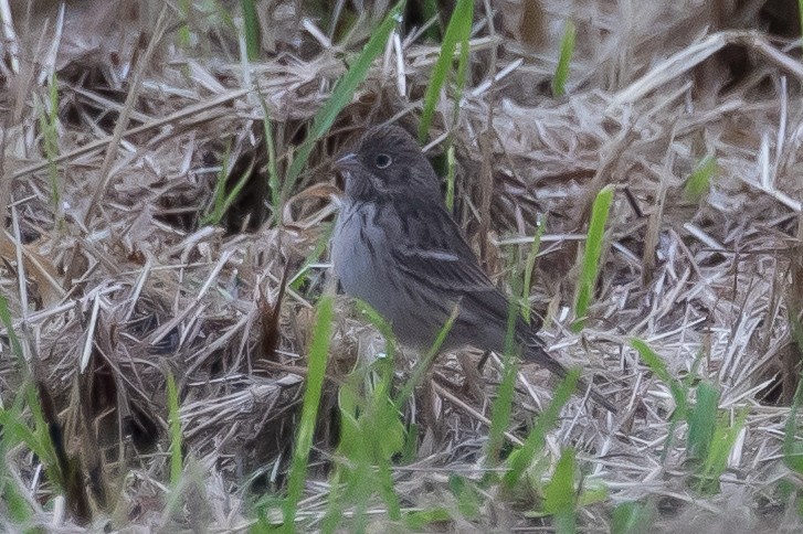 eBird Checklist - 30 Aug 2021 - Pitt Wildlife Management Area and ...