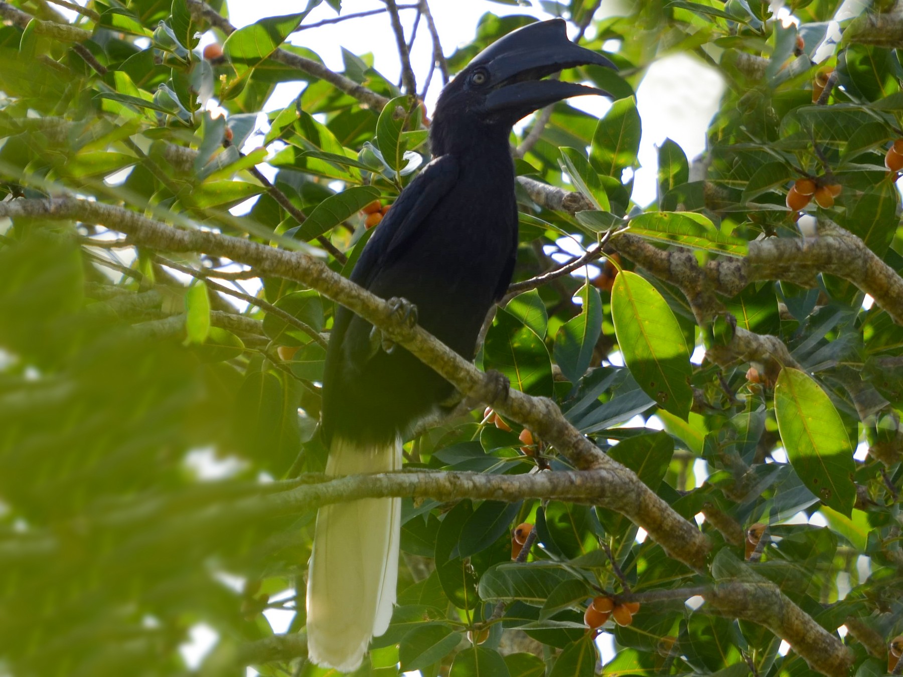 Sulu Hornbill - eBird