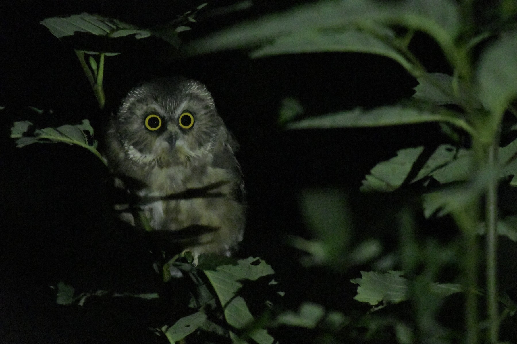 Northern Saw-whet Owl (Haida Gwaii) - eBird