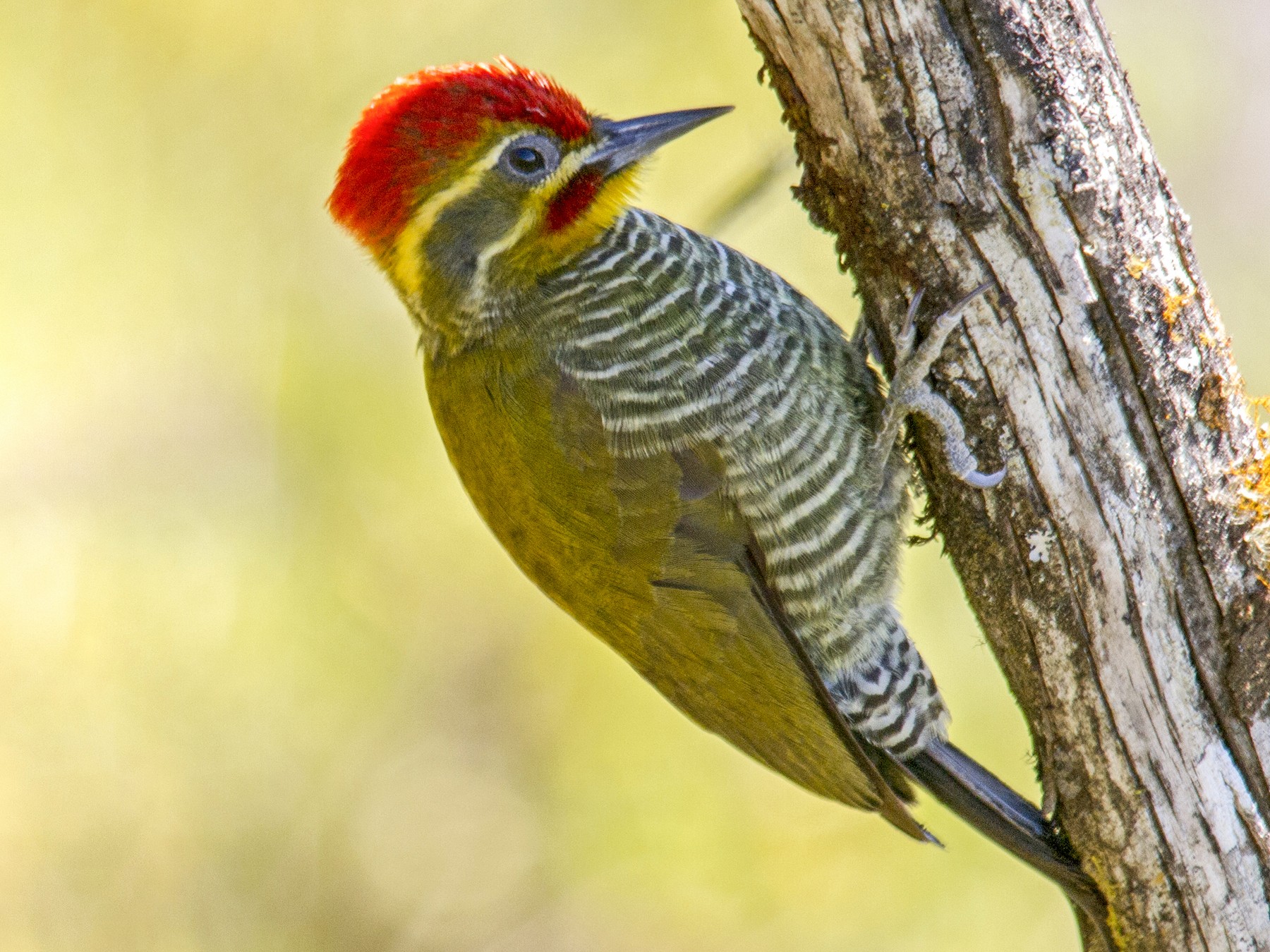 Yellow-browed Woodpecker - eBird