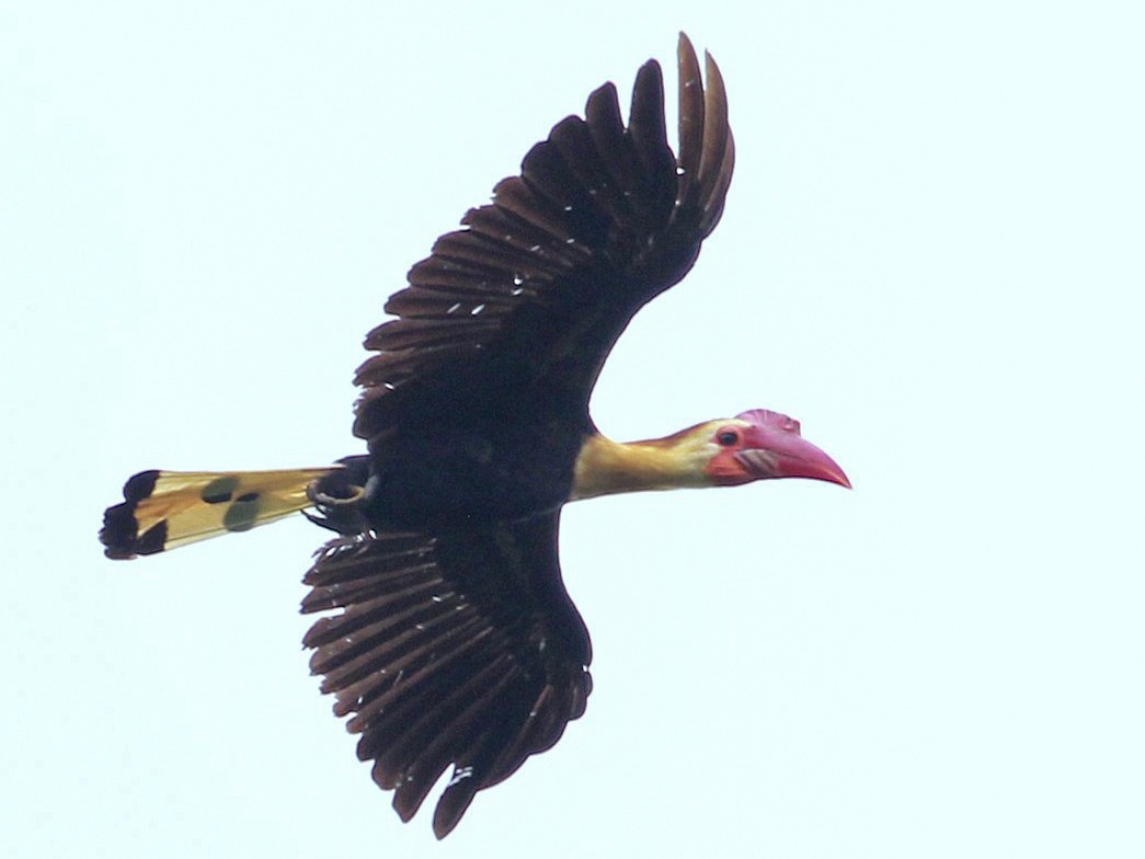 Writhed Hornbill - eBird