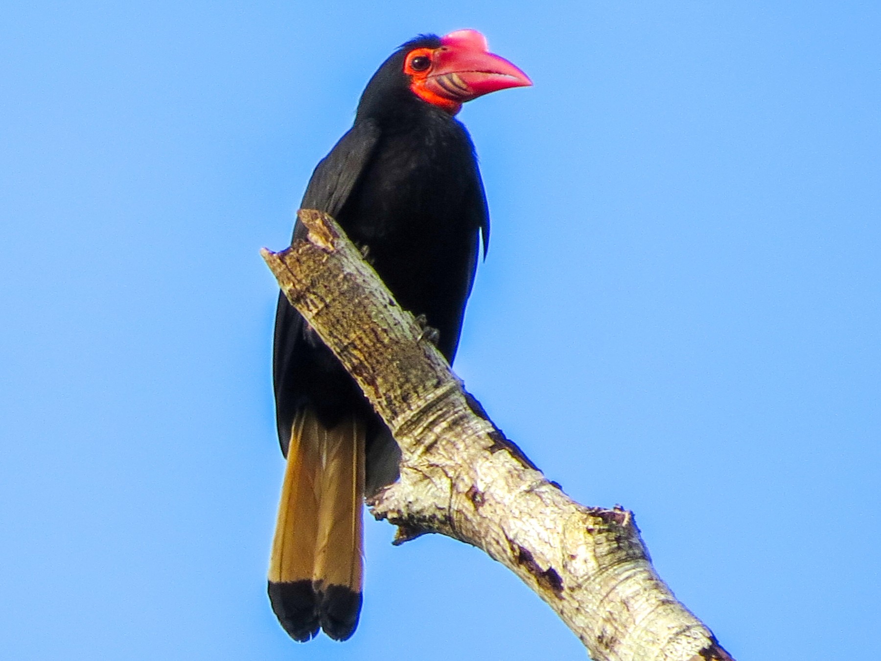 Writhed Hornbill - eBird
