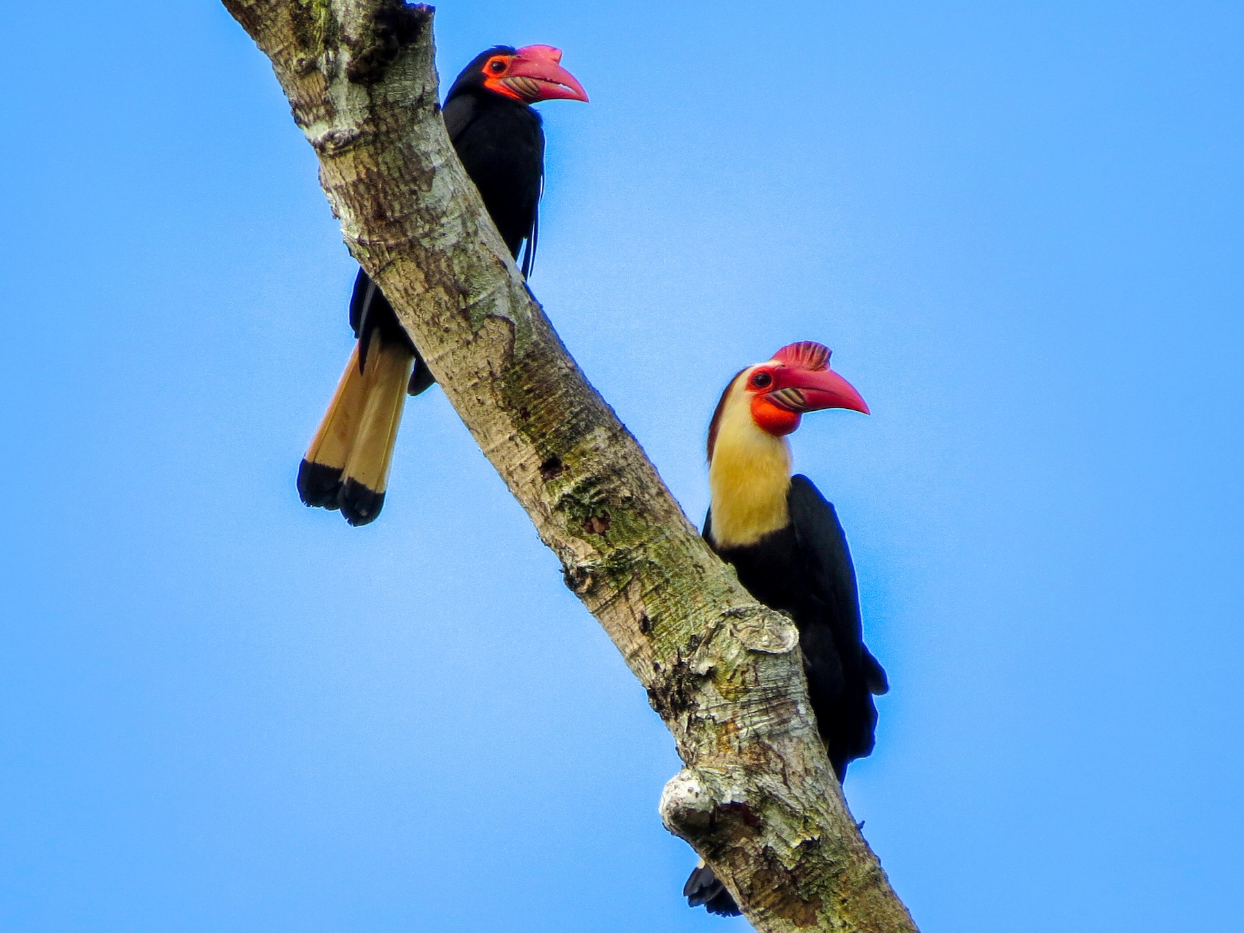 Writhed Hornbill - eBird