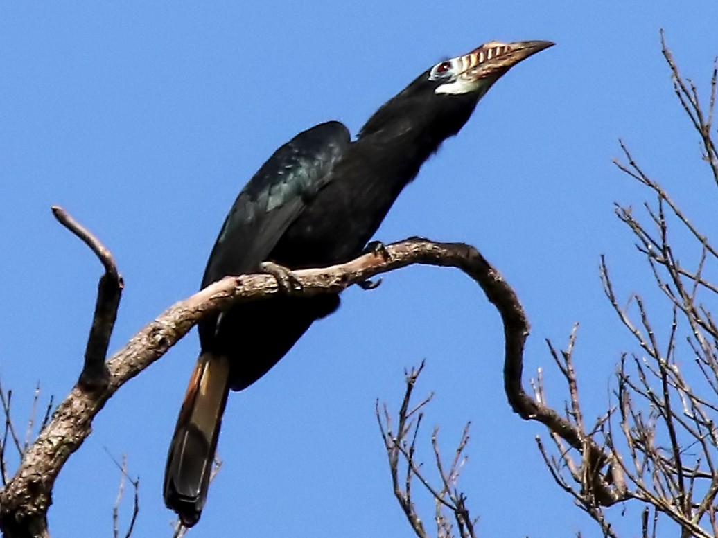 Calao tarictic - eBird