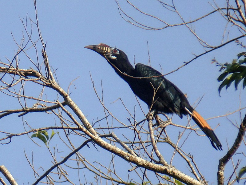 Calao tarictic - eBird
