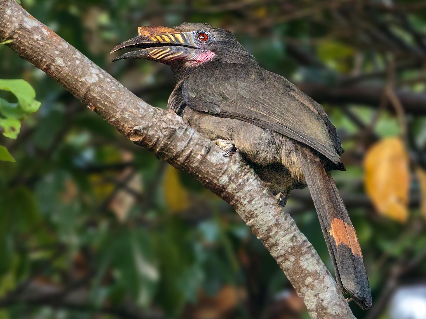 Luzon Hornbill - eBird