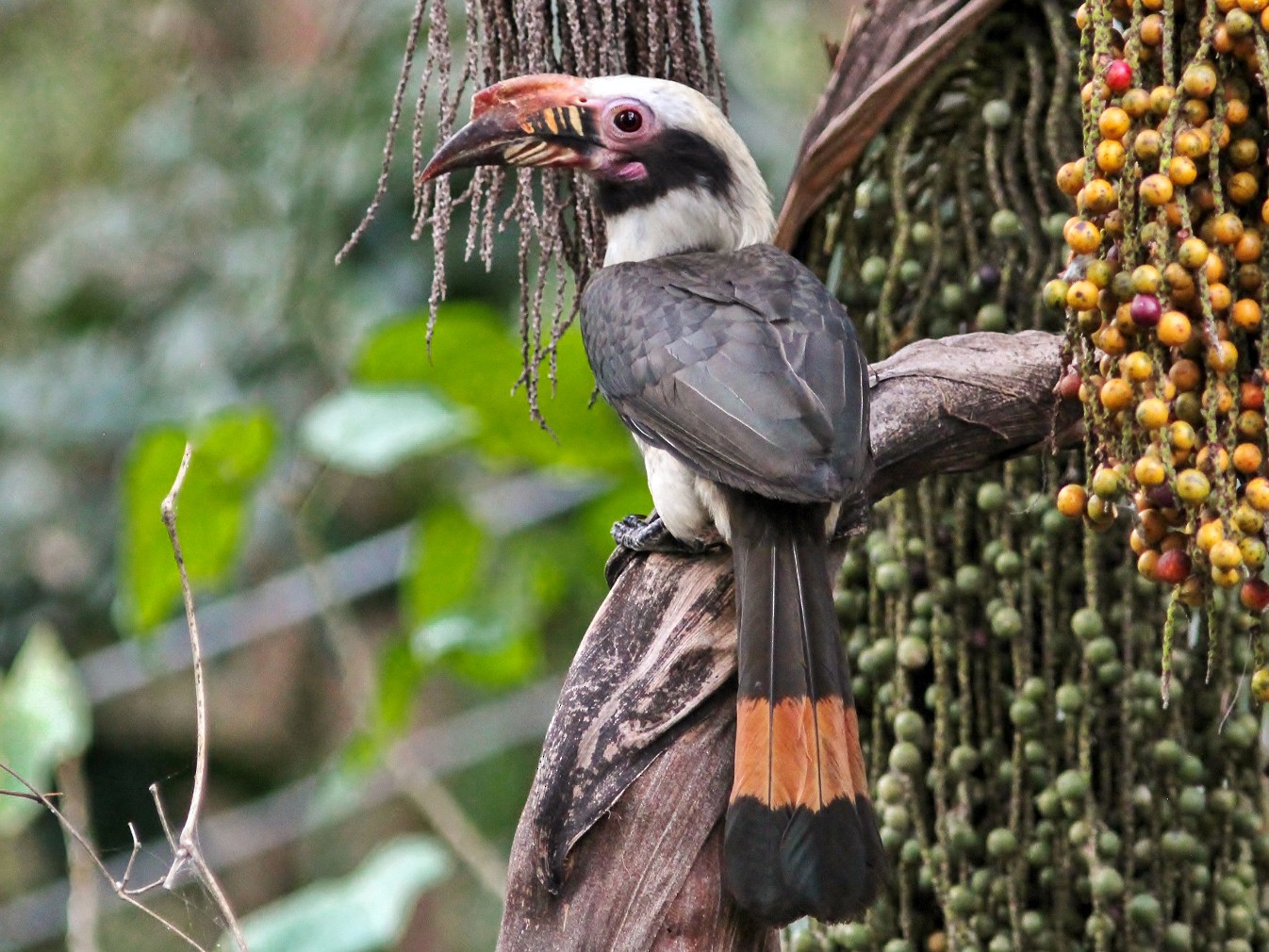 Luzon Hornbill - eBird