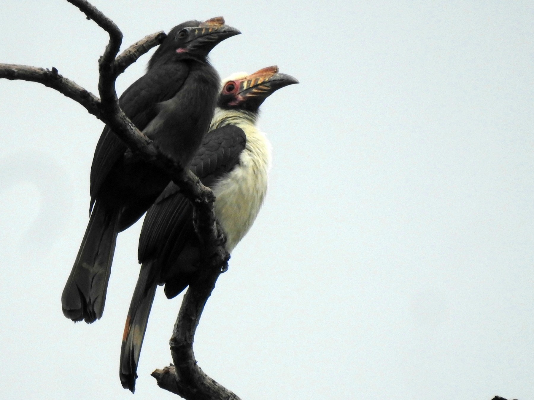 Luzon Hornbill - eBird