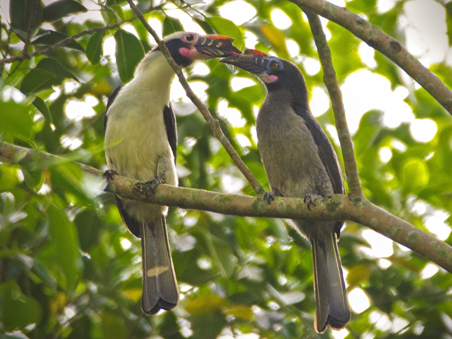 Luzon Hornbill - eBird
