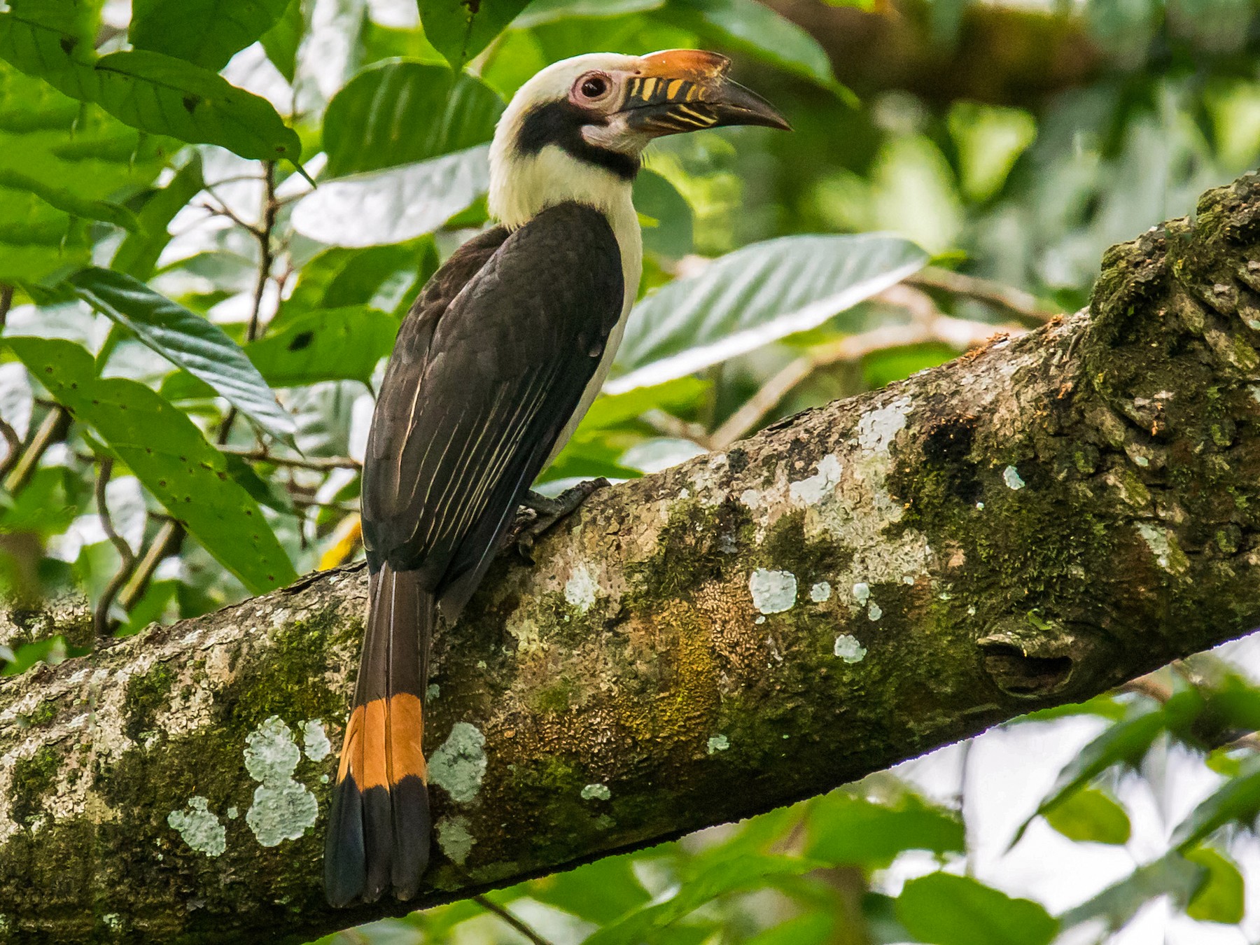 Luzon Hornbill - eBird