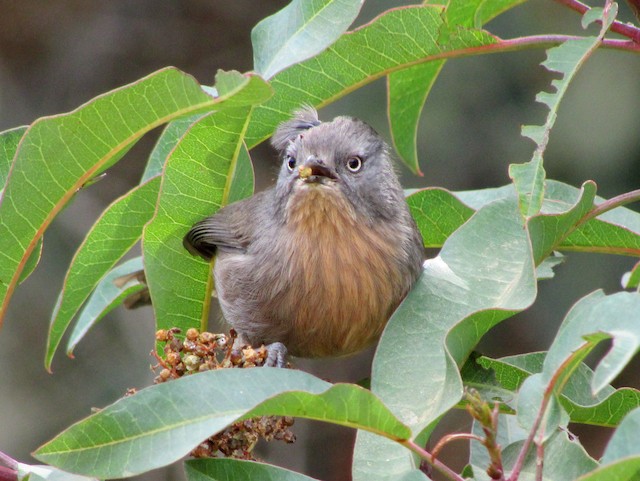 Diet and Foraging - Wrentit - Chamaea fasciata - Birds of the World