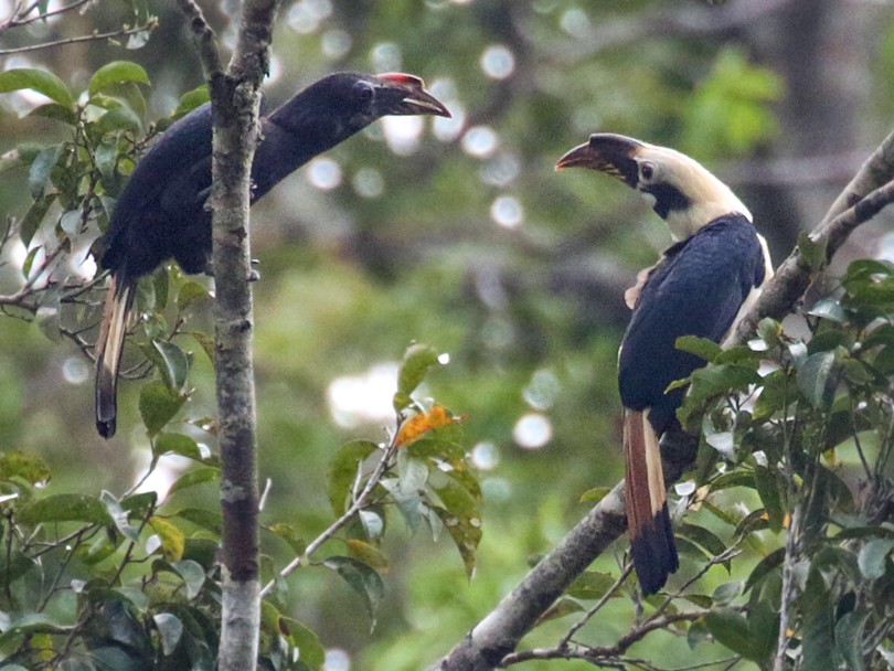 Samar Hornbill - eBird