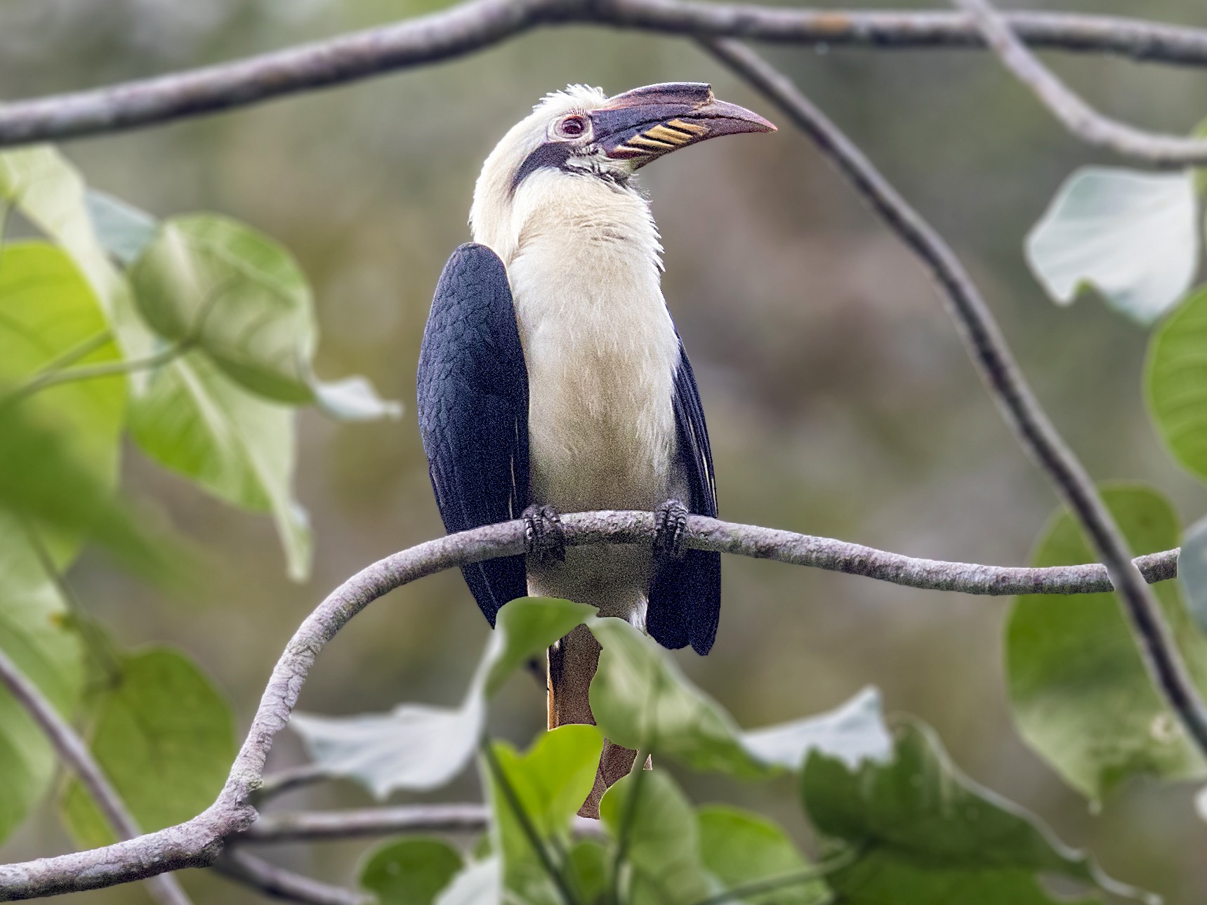 Cálao Chico de Samar - eBird