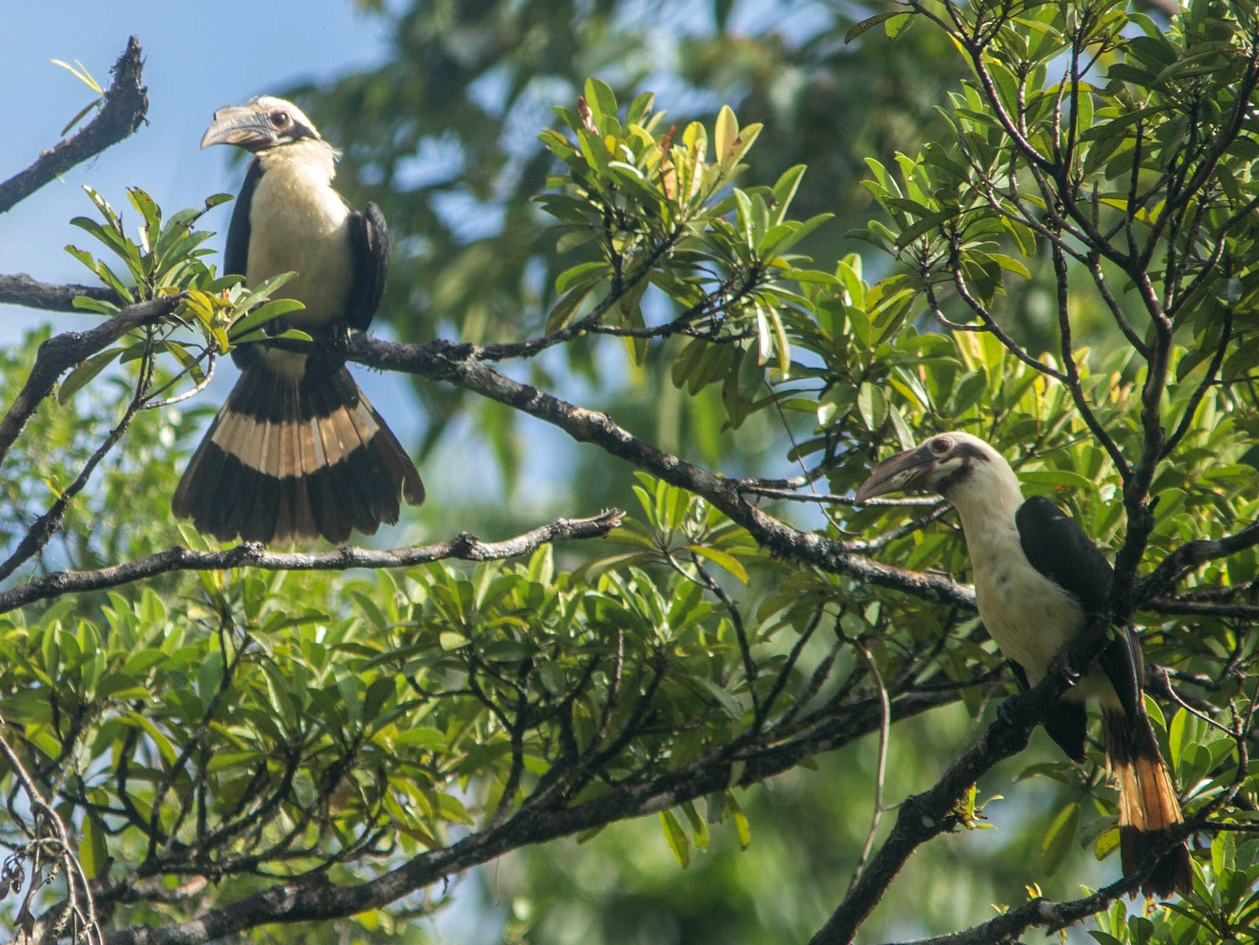 Samar Hornbill - eBird