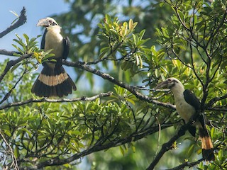 Samar Hornbill - eBird