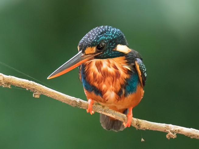 Indigo-banded Kingfisher - eBird