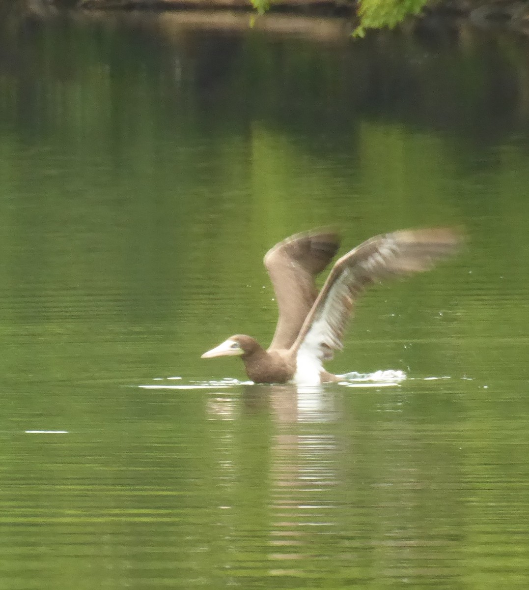 eBird Checklist - 1 Sep 2021 - Emerald Lake State Park US-VT-Dorset- 43 ...