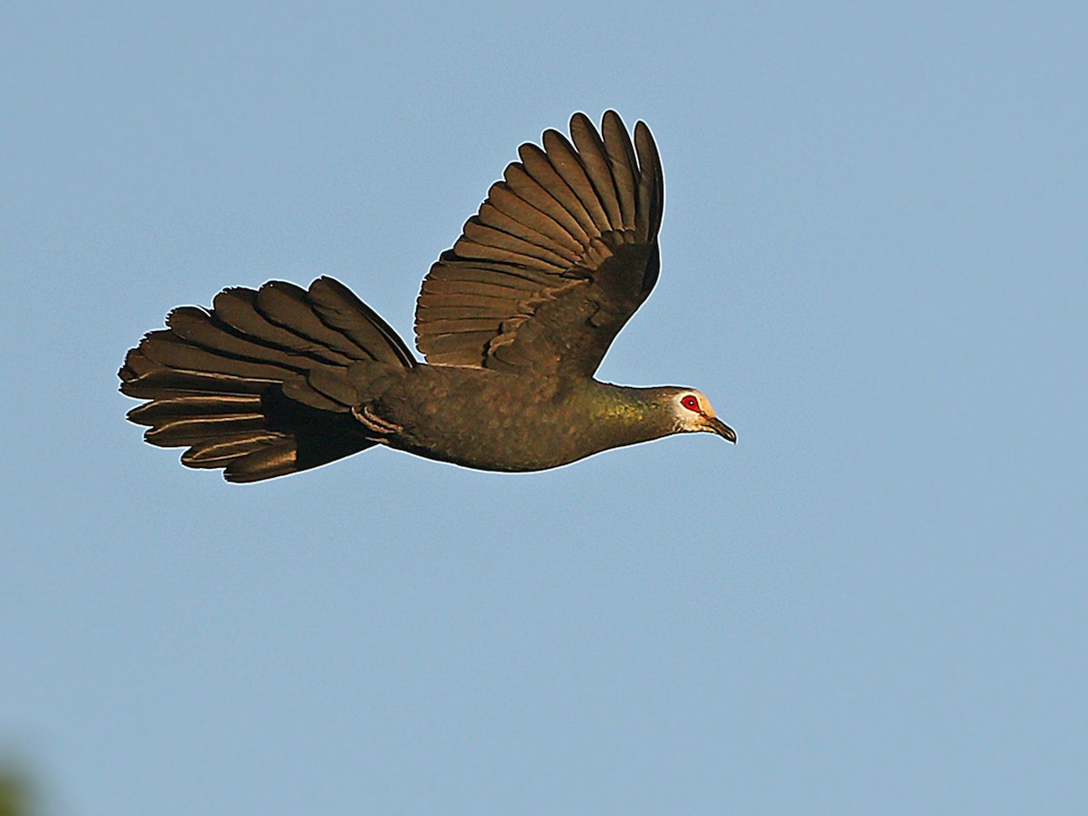 Sula Cuckoo-Dove - Turacoena sulaensis - Birds of the World
