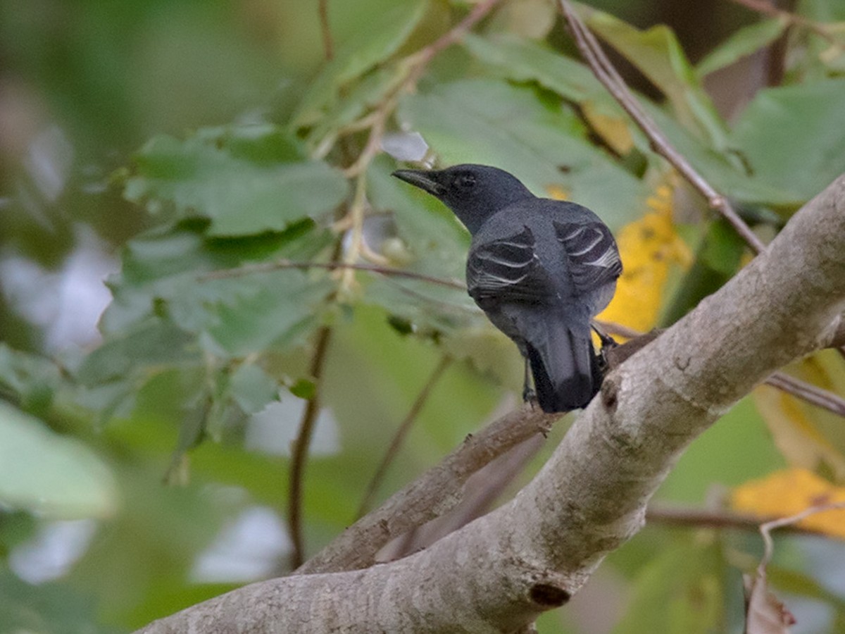 Manus Cicadabird - Edolisoma admiralitatis - Birds of the World