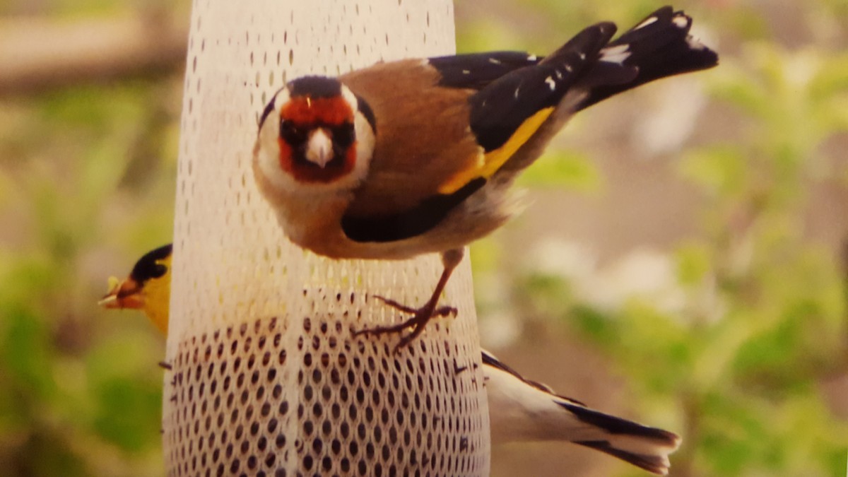 eBird Checklist - 4 May 2013 - My House - Chippewa Road West Valley - 2 ...
