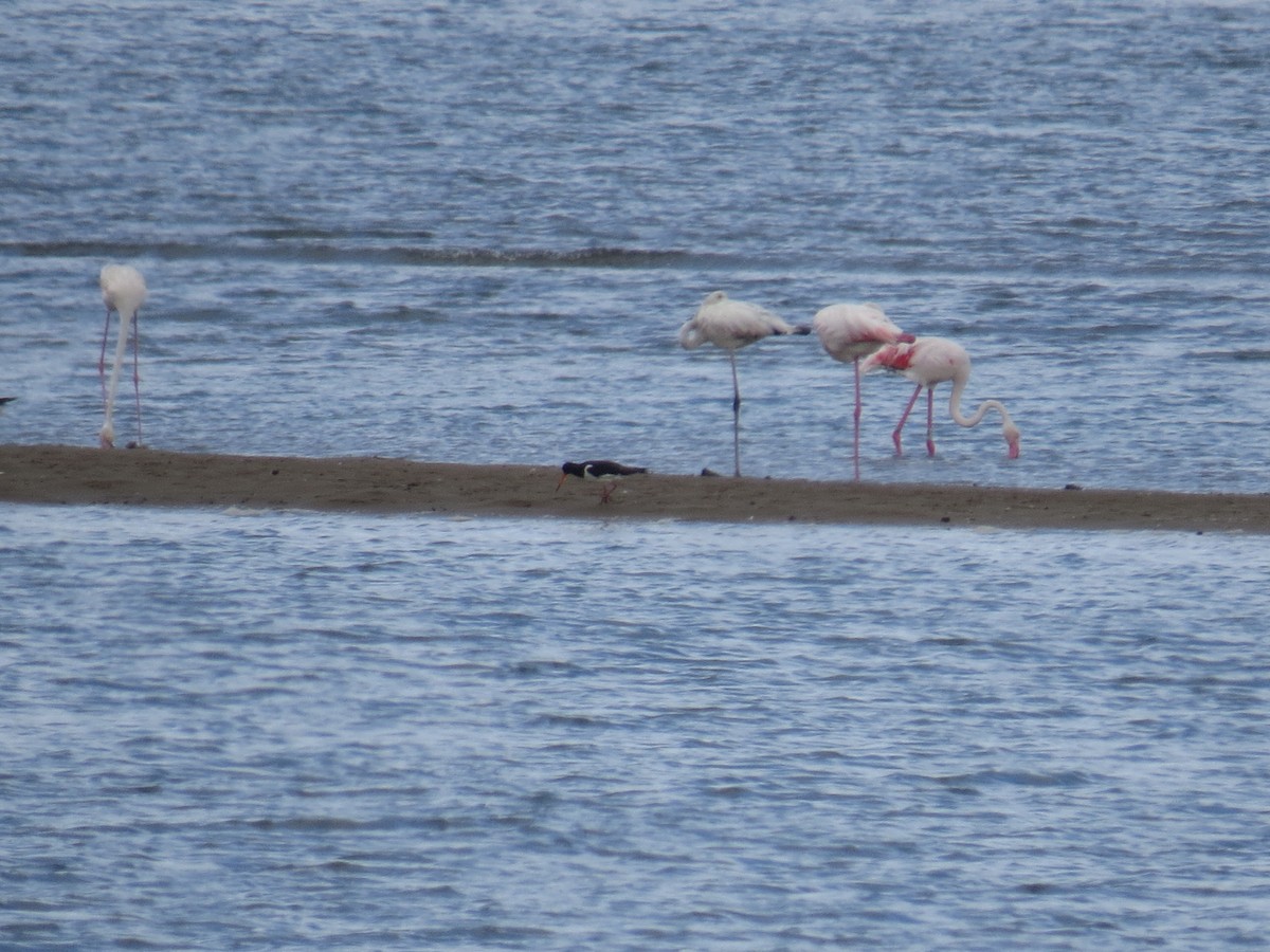 eBird Portugal Checklist - 28 Aug 2021 - Ponta da Passadeira - 20 species
