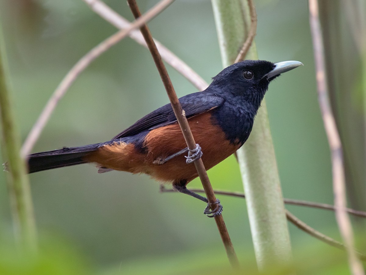 Chestnut-bellied Monarch - Monarcha castaneiventris - Birds of the World
