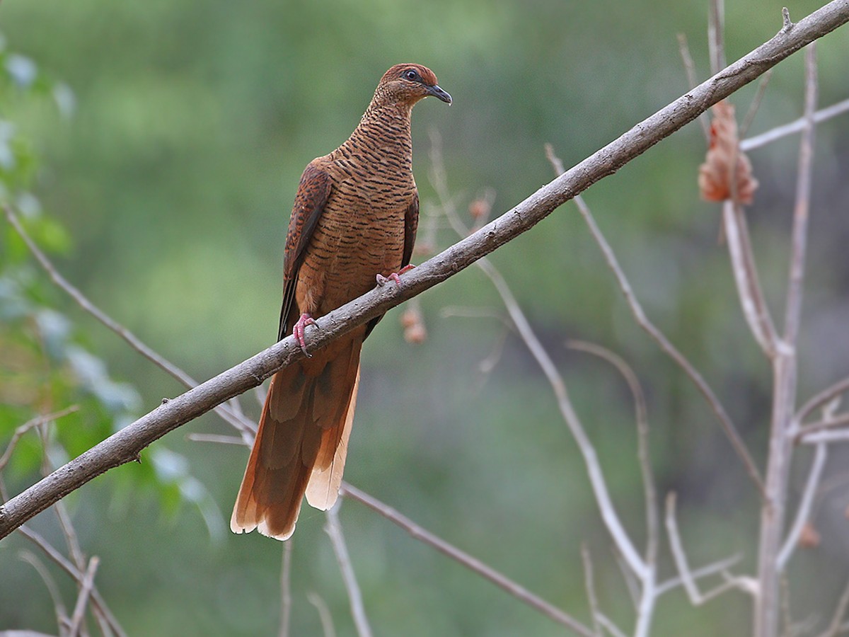 Timor Cuckoo-Dove - Macropygia magna - Birds of the World