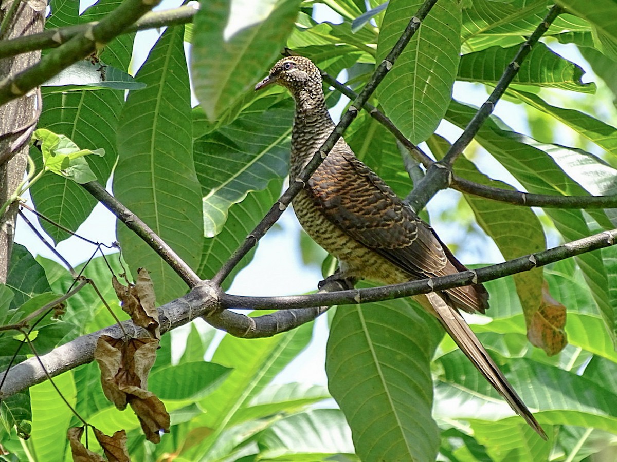 Tanimbar Cuckoo-Dove - Macropygia timorlaoensis - Birds of the World